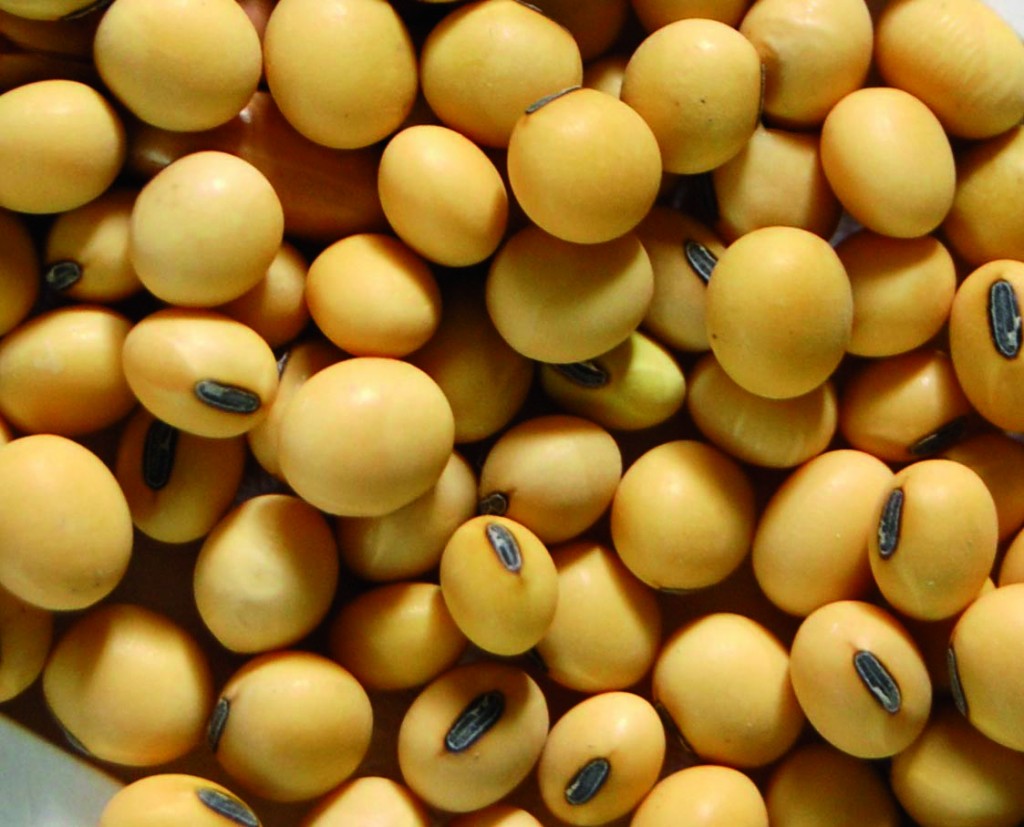 Chile: El lugar para las semillas – Curimapu Vegetable